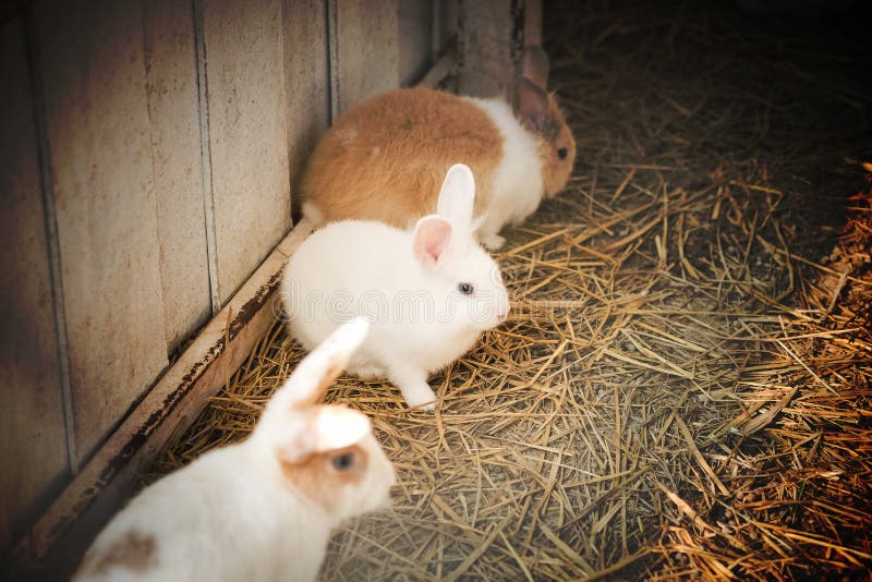 Cute rabbits in garden stock image. Image of baby, ears - 54704505