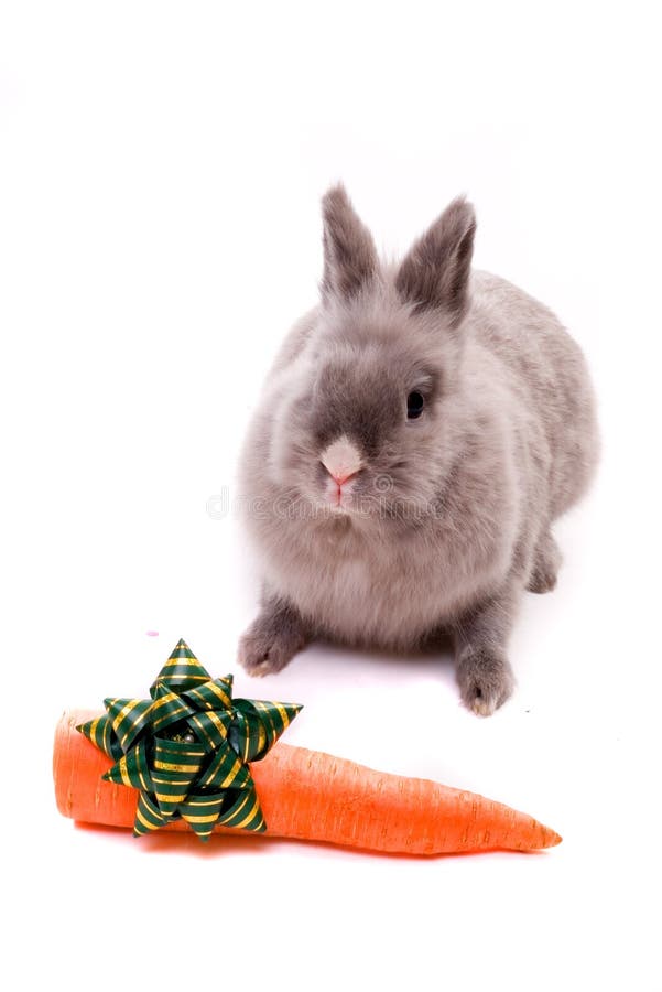 Bunny with festive carrot stock image. Image of animal - 1849573