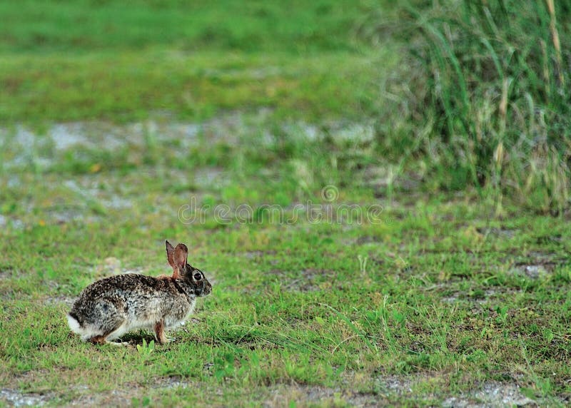 Bunny stock image. Image of rodent, hare, green, outdoor - 54655703