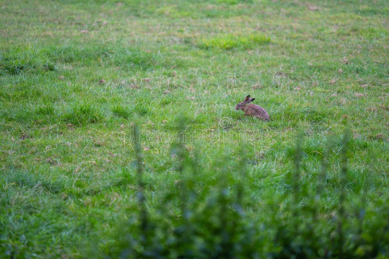 A Bunny on a Field with Green Background Stock Image - Image of field ...