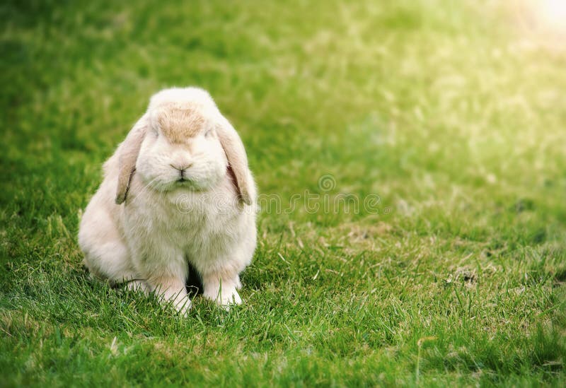 Bunny with Floppy Ears Sitting in the Green Grass Stock Image - Image ...