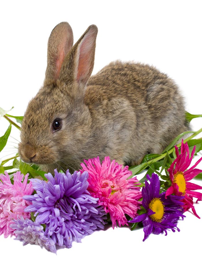 Bunny with flowers stock image. Image of hair, gift, aster - 6638867