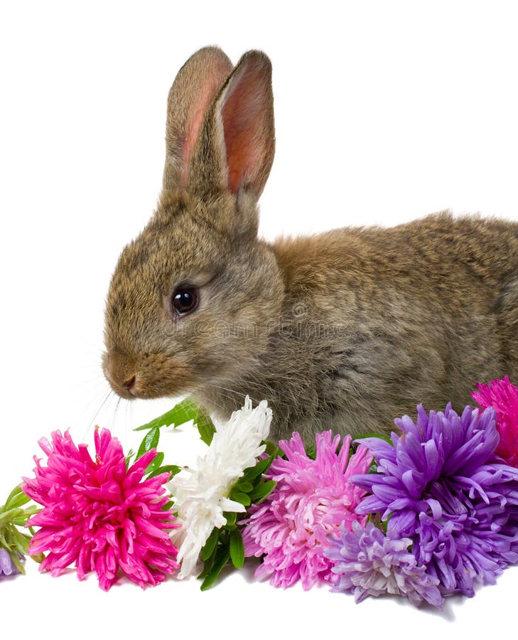 Bunny and aster flowers stock image. Image of sitting - 12978827