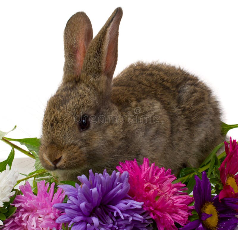 Close-up Photograph Of Flowers Picture. Image: 113809057