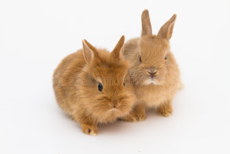 Bunny funny rabbit stock image. Image of fluffy, farm - 146907315