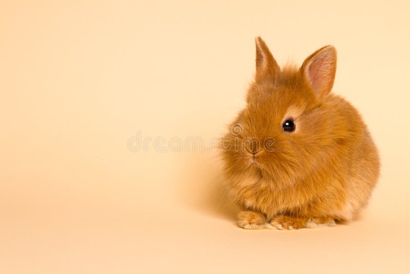 Bunny funny rabbit stock image. Image of mammal, furry - 146912047