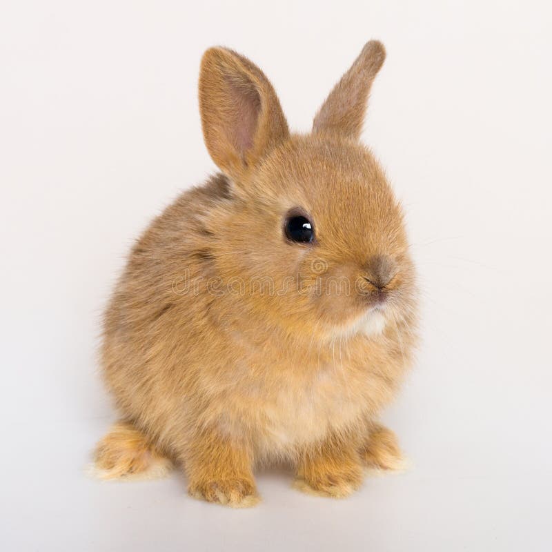 Bunny funny rabbit stock photo. Image of rabbit, gray - 146912058