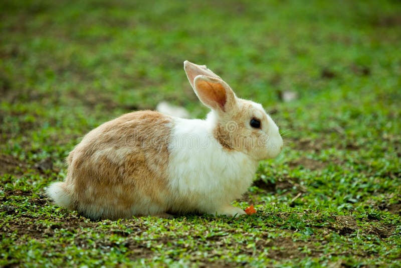 Bunny in the garden stock image. Image of farming, nature - 31741287