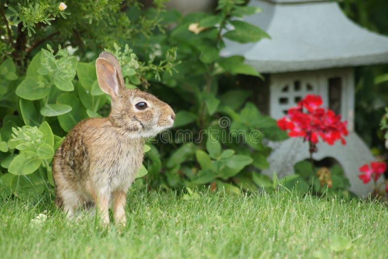 Bunny in the Garden. stock image. Image of wild, green - 75753595