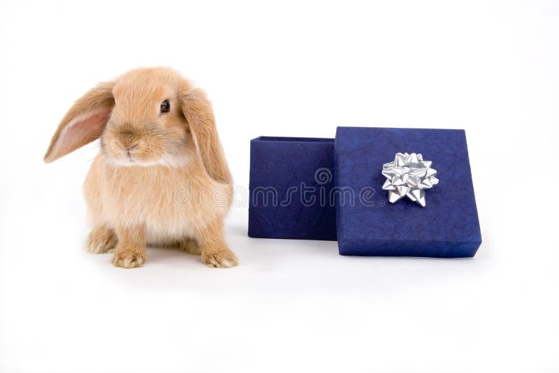 Bunny and a gift box stock image. Image of fluffy, farm - 2507225