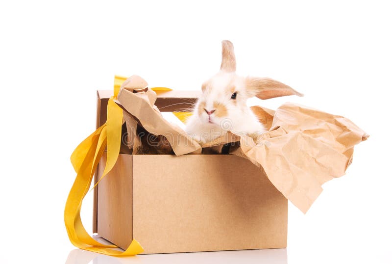Bunny In A Gift Box With A Yellow Ribbon Stock Image - Image of baby ...