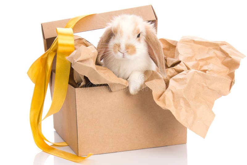 Bunny in a Gift Box with a Yellow Ribbon Stock Image - Image of hair ...