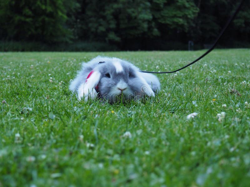 Bunny going for the walk stock photo. Image of tree, green - 93883284