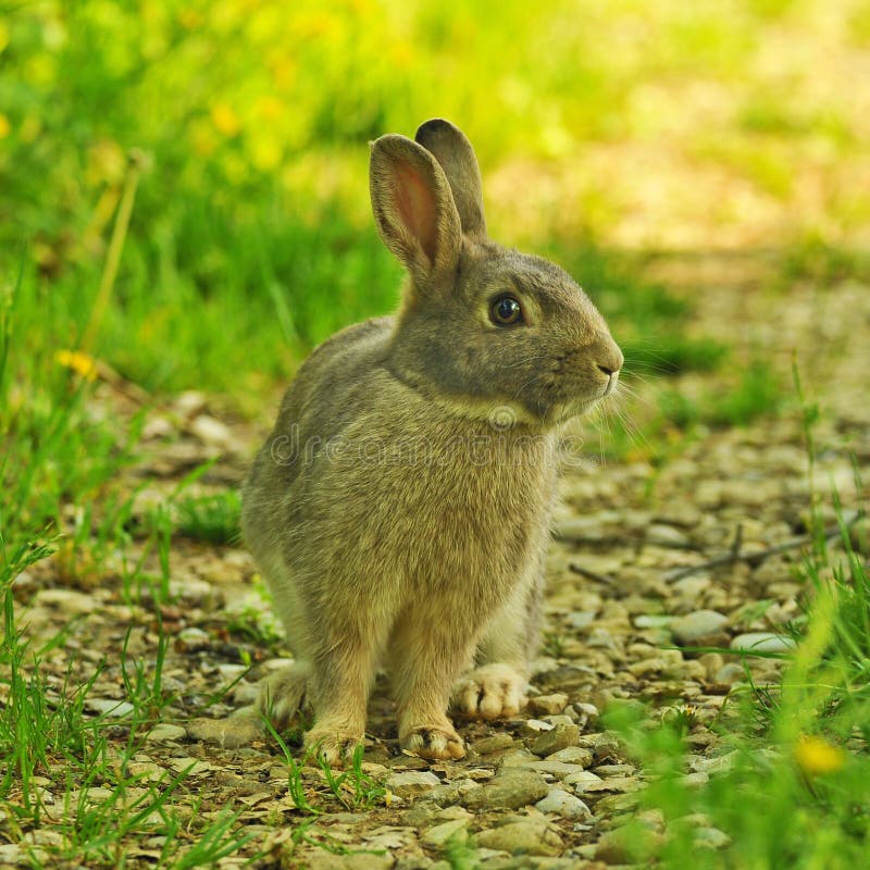 Bunny in the Grass stock image. Image of animal, bunny - 18398249