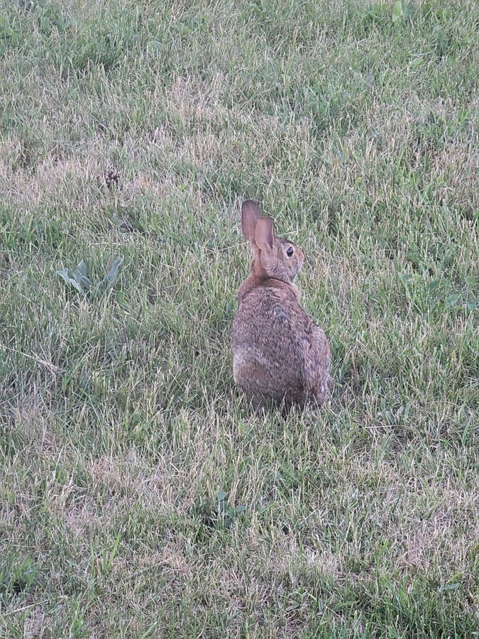 Bunny in the Grass stock image. Image of animal, bunny - 18398249