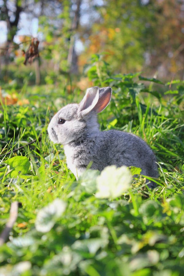 Bunny on grass stock image. Image of single, sunny, green - 27549971