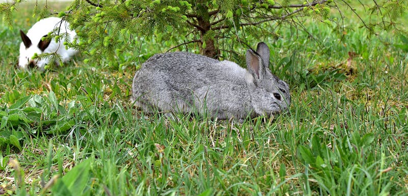 Bunny in the grass stock photo. Image of spring, mammals - 90457346
