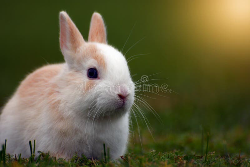 Bunny in grass stock image. Image of bunny, rabbit, nature - 68160641