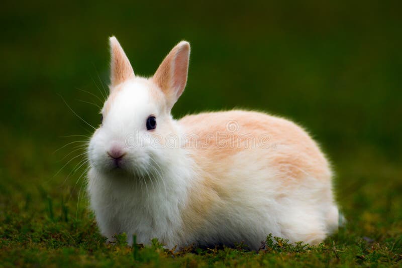 Bunny in the grass stock image. Image of background, animal - 62655061