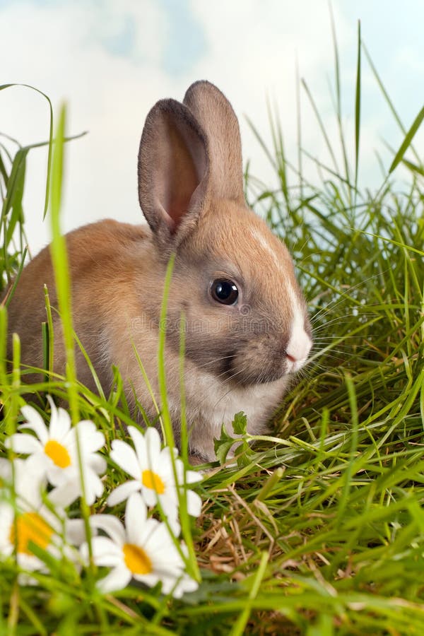 Bunny in grass stock image. Image of flowers, nature - 49581365