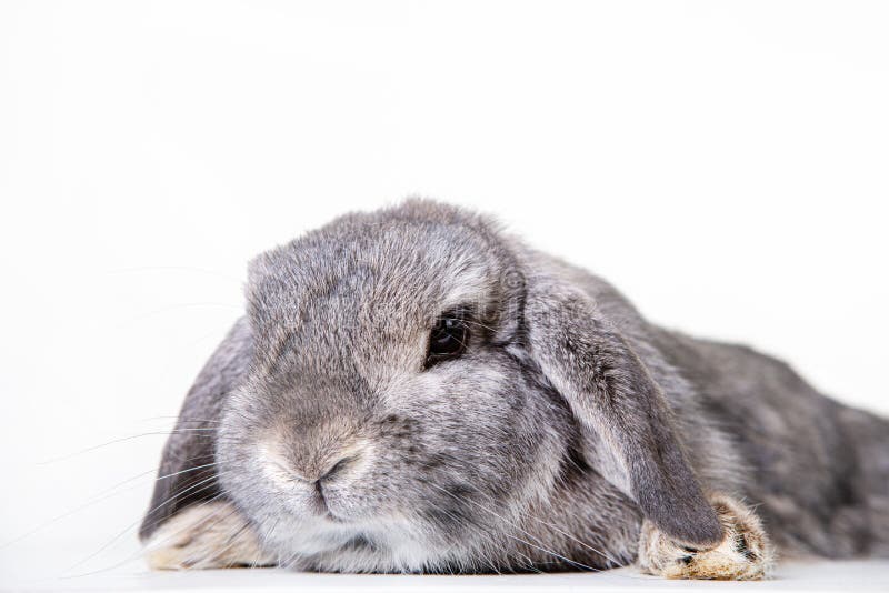 Bunny with Gray Fur and Floppy Ears, Dwarf Ram, Dwarf Rabbit Against ...