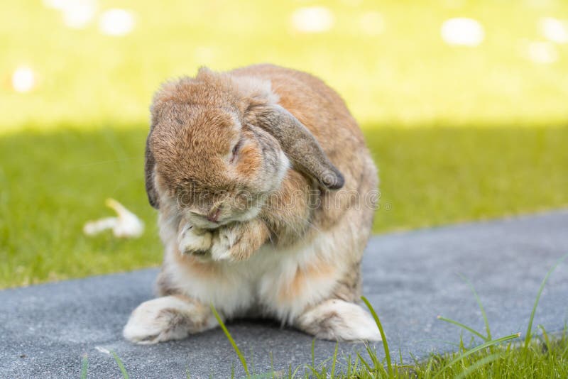 Grooming bunny rabbit. stock image. Image of clean, animal - 44341481