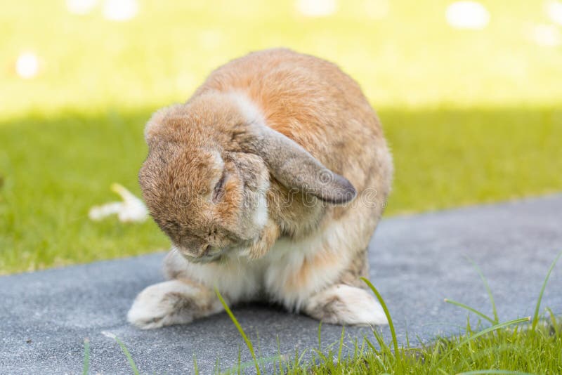 Rabbit Grooming Stock Images - Download 194 Royalty Free Photos
