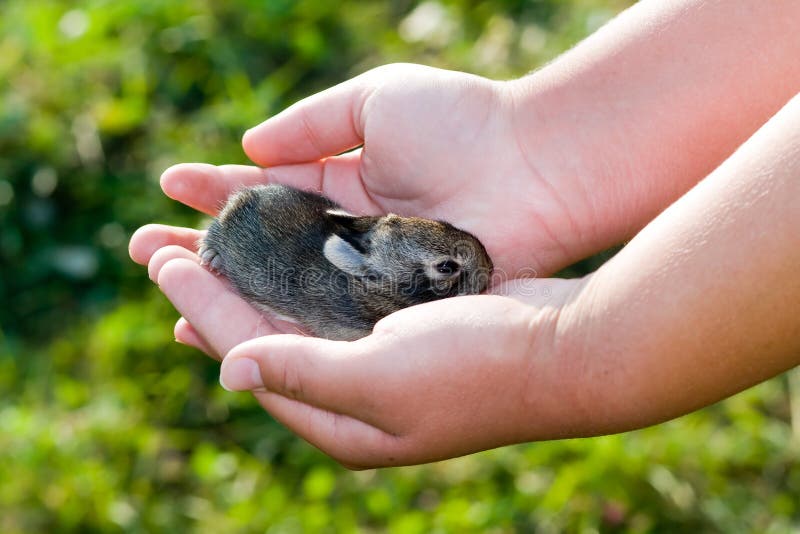 Bunny stock image. Image of small, rabbit, delicate, little - 15928835