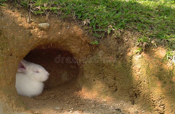 Bunny at Home stock photo. Image of burrow, sleep, house - 605240