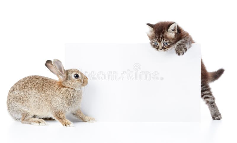 Persian cat bunny stock photo. Image of rabbit, persian - 723526