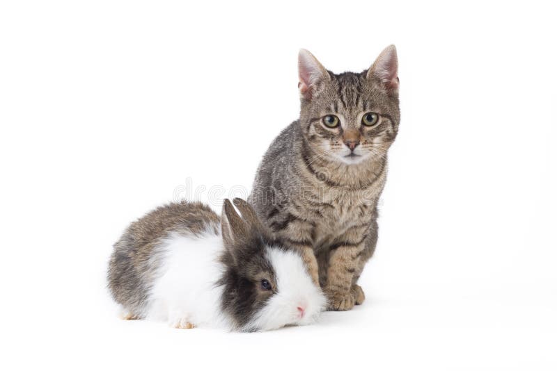 Rabbit and kitten stock photo. Image of kitty, cute, furry - 17163032