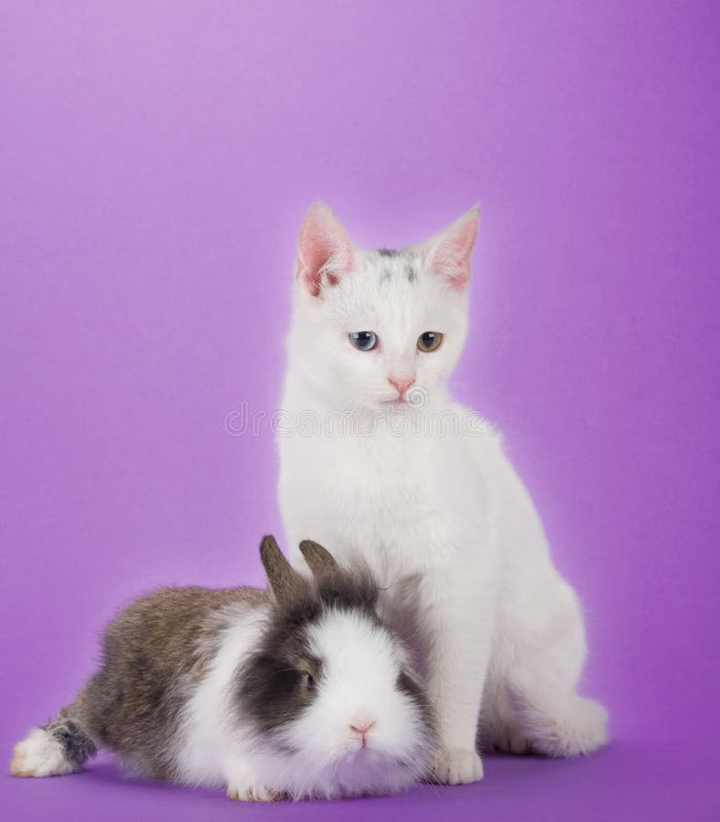 Bunny and kitten, isolated stock photo. Image of gray - 8322914