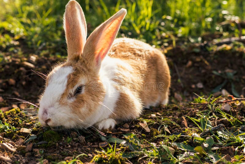 Bunny laying on the field stock photo. Image of orange - 140672634
