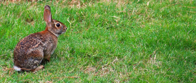 Bunny on Left stock image. Image of posing, outside, tail - 42618333