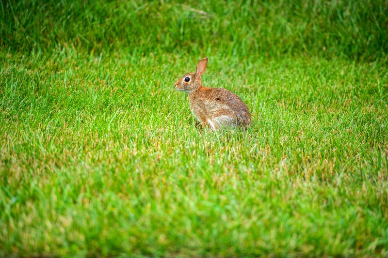 Bunny stock photo. Image of cautious, europaeus, happy - 64840006