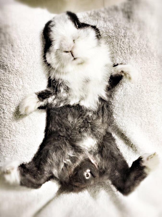 Bunny stock photo. Image of rabbit, lovely, cute, bunny - 50233210