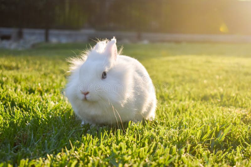 Bunny playing in the grass stock photo. Image of meadow - 126060666