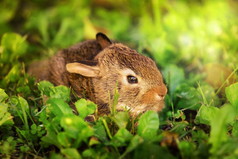 Bunny Puppy in the Green Meadow Stock Photo - Image of spring, eats ...