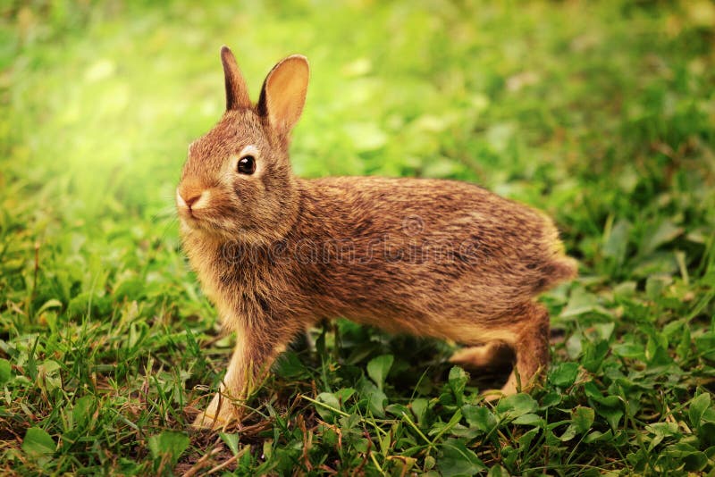 Bunny Puppy in the Green Meadow Stock Image - Image of grass, spring ...