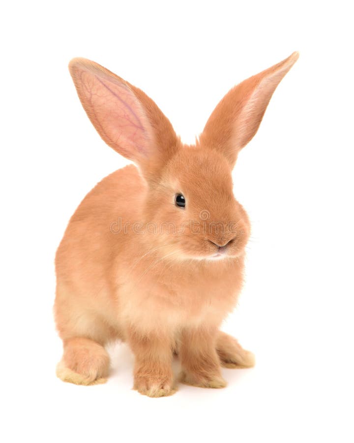 Bunny Rabbit imagen de archivo. Imagen de amarillento - 131658861