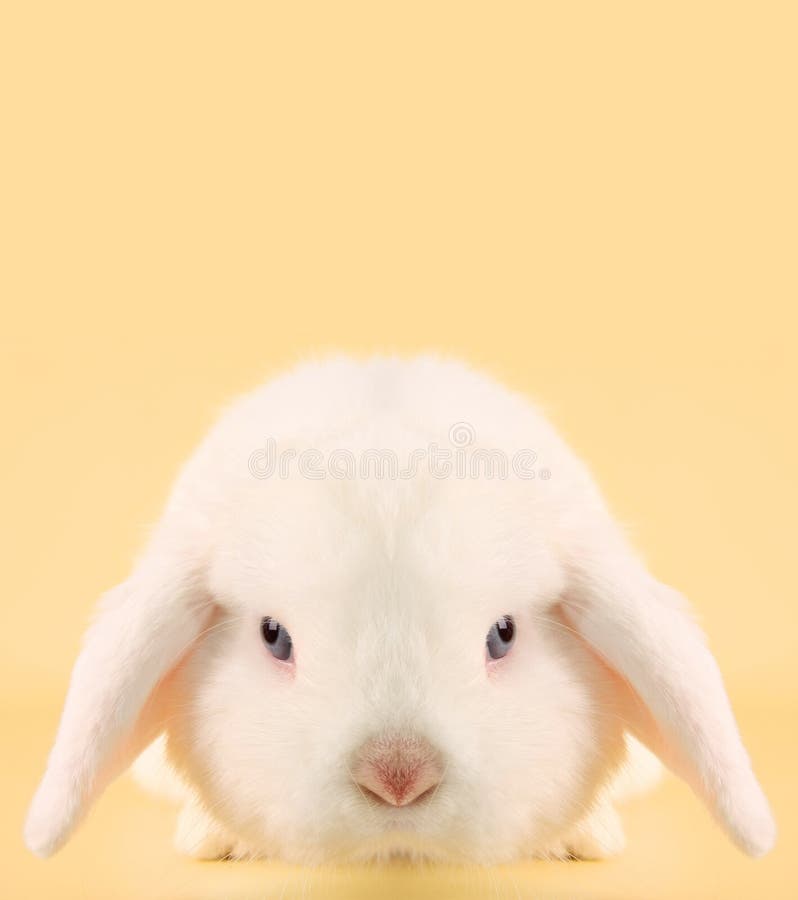 Bunny rabbit stock image. Image of unhappy, rabbit, copy - 18532099