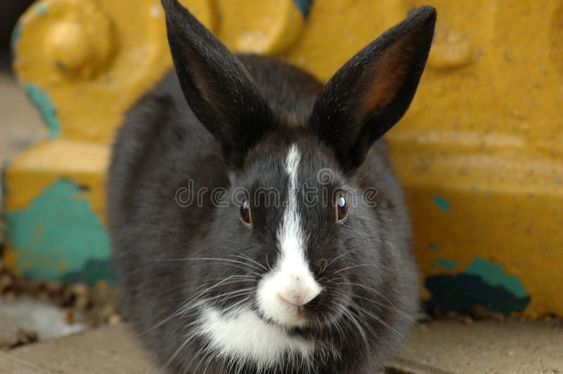 2,267 Sad Easter Bunny Stock Photos - Free & Royalty-Free Stock Photos ...