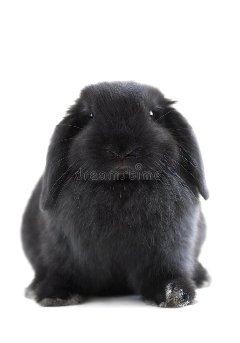 138 Soft Black Lop Bunny Rabbit Stock Photos - Free & Royalty-Free ...