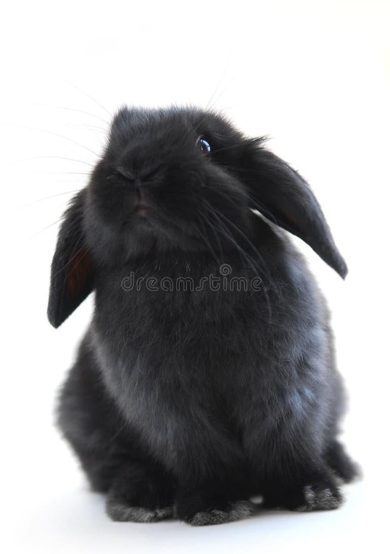 667 White Rabbit Floppy Ears Stock Photos - Free & Royalty-Free Stock ...