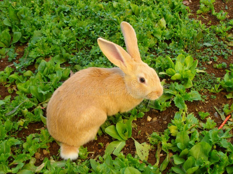 Bunny rabbit stock photo. Image of garden, bunny, friendship - 4291714