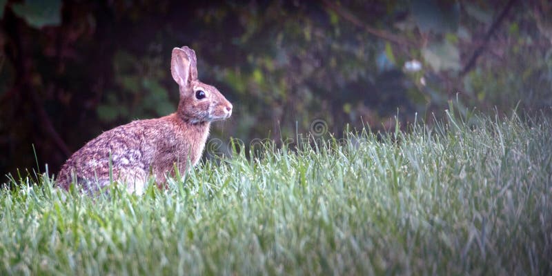 Bunny Rabbit Alert in the Meadow Stock Image - Image of wild, grassy ...
