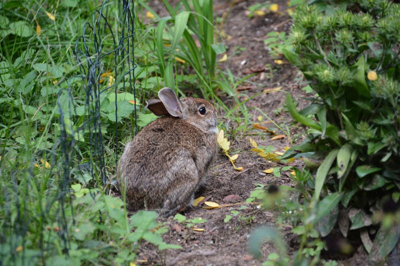 Bunny Rabbit Chewing the Garden Plants Stock Photo - Image of dining ...