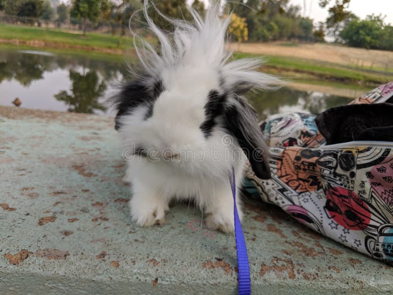 Crazy Bunny Stock Images - Download 466 Royalty Free Photos