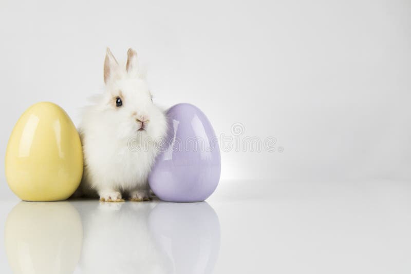 Bunny, Rabbit and Easter Eggs Stock Image - Image of domestic, adorable ...