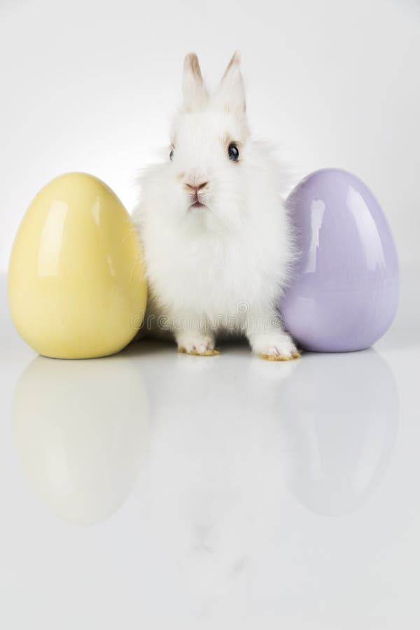 Bunny, Rabbit and Easter Eggs Stock Image - Image of domestic, little ...